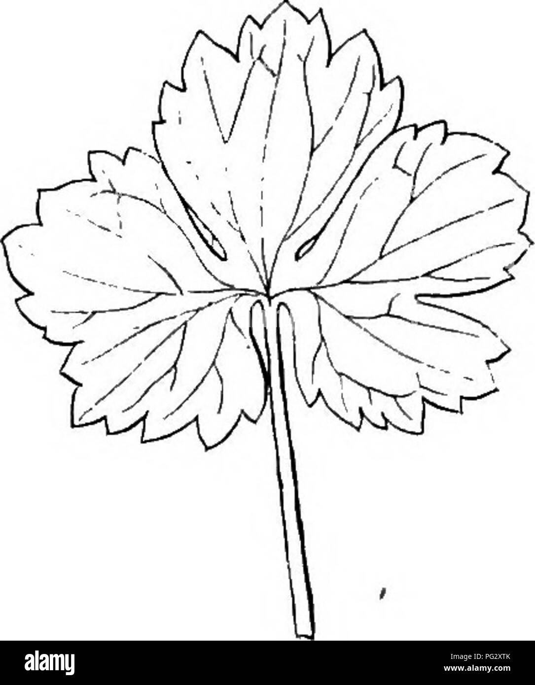 Incised leaves Black and White Stock Photos & Images - Alamy