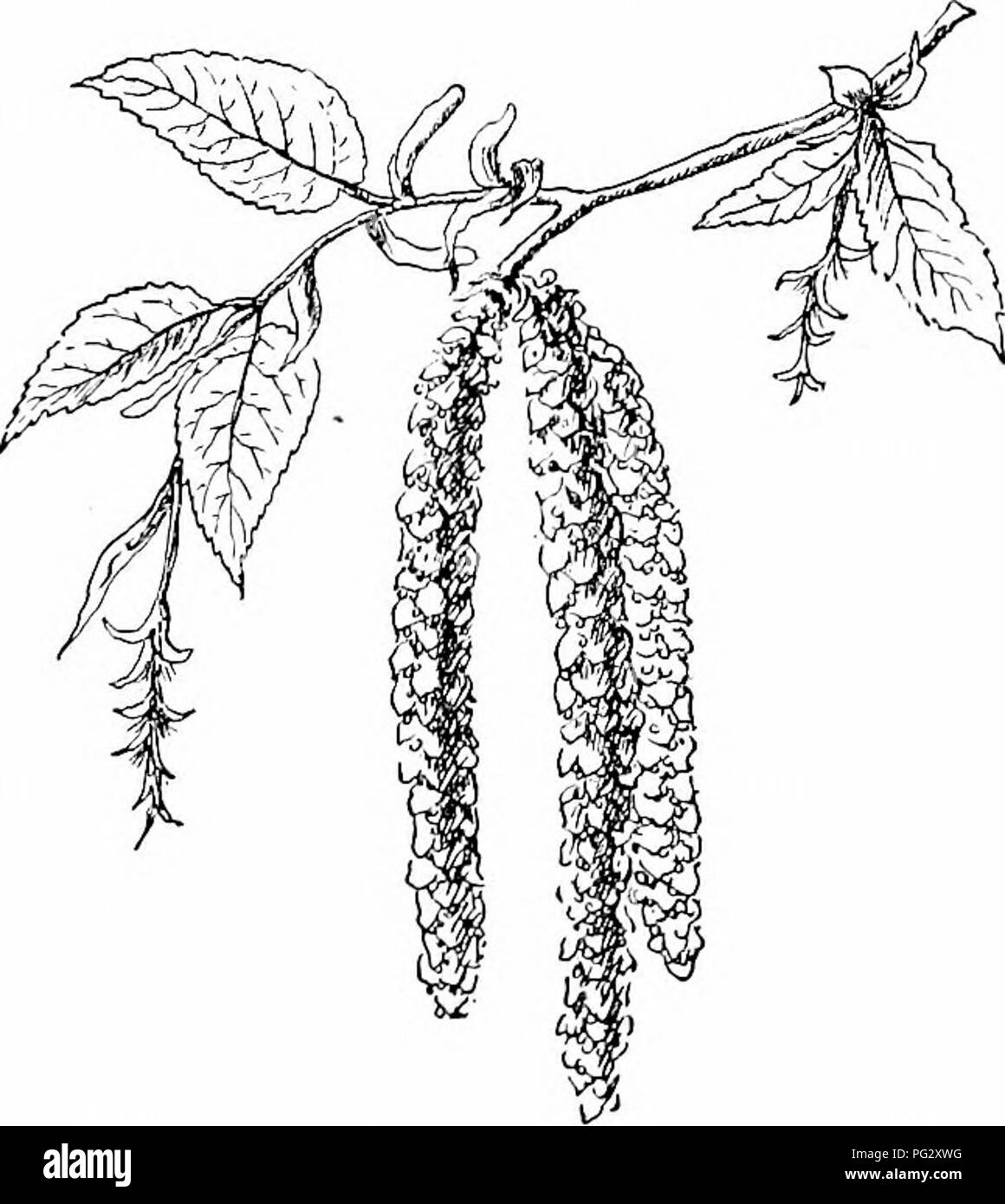 A guide to identifying native trees, focusing on species like birch ...