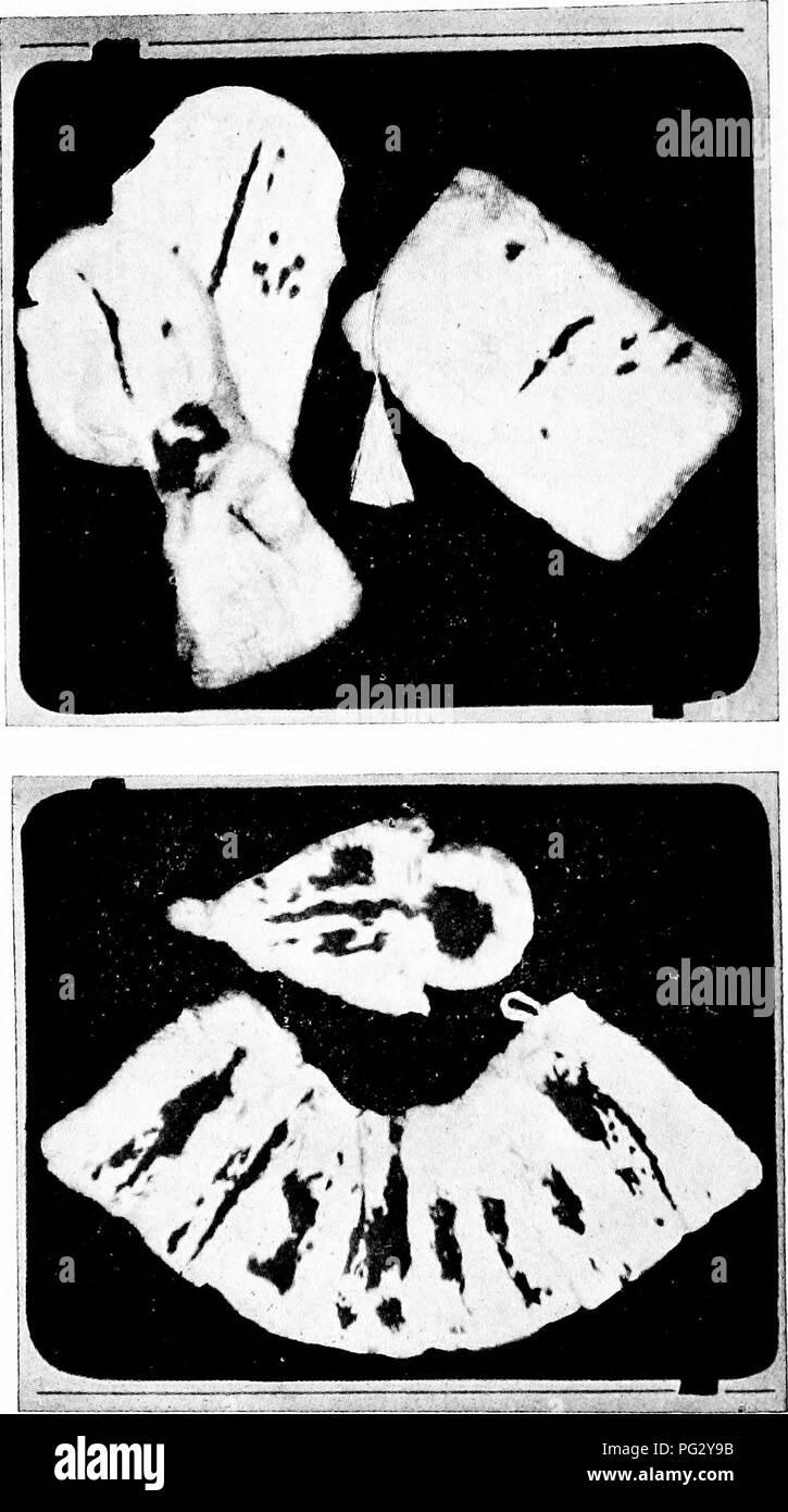 This image illustrates various rabbit breeds, including Himalayans and ...