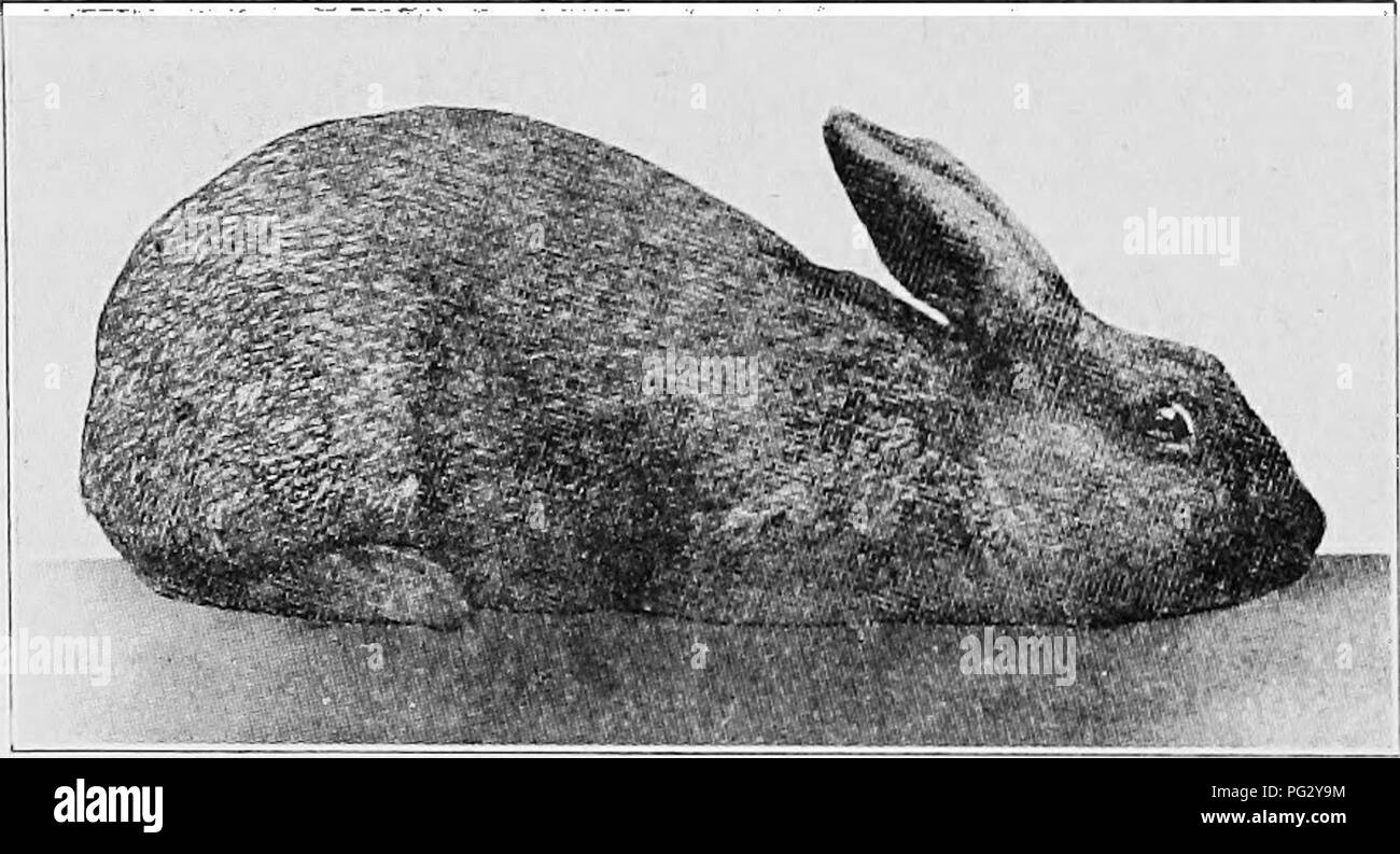 This guide on breeding and caring for rabbits focuses on exhibition and ...