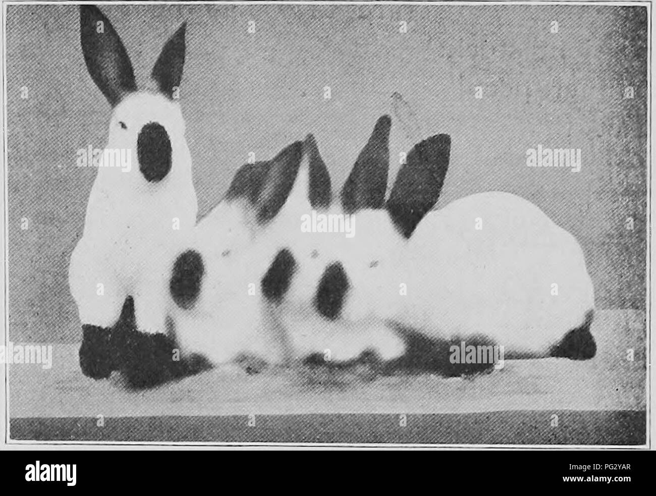 Rabbit exhibition breeding rabbits hi-res stock photography and images ...