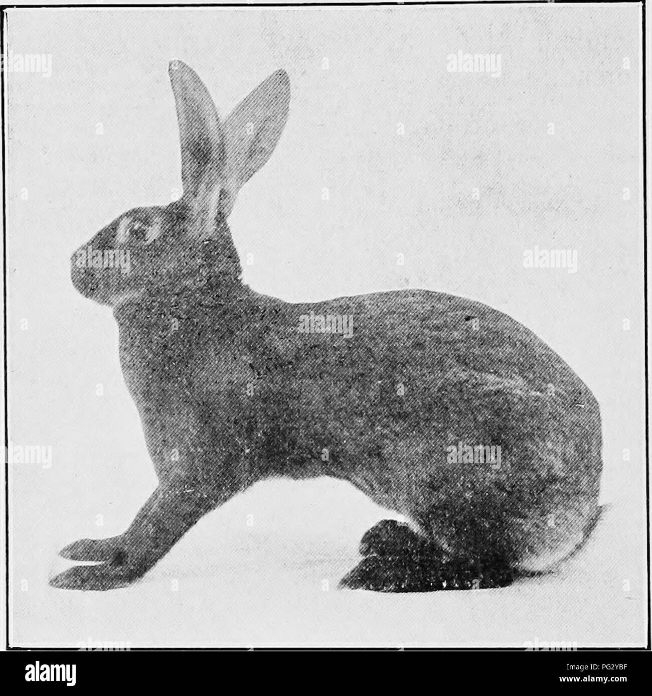 This guide on breeding and caring for rabbits for exhibition and market ...