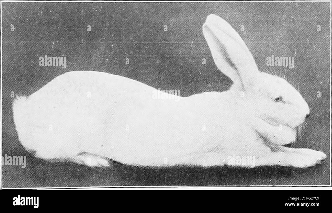 This book offers guidance on the breeding and care of rabbits for both ...