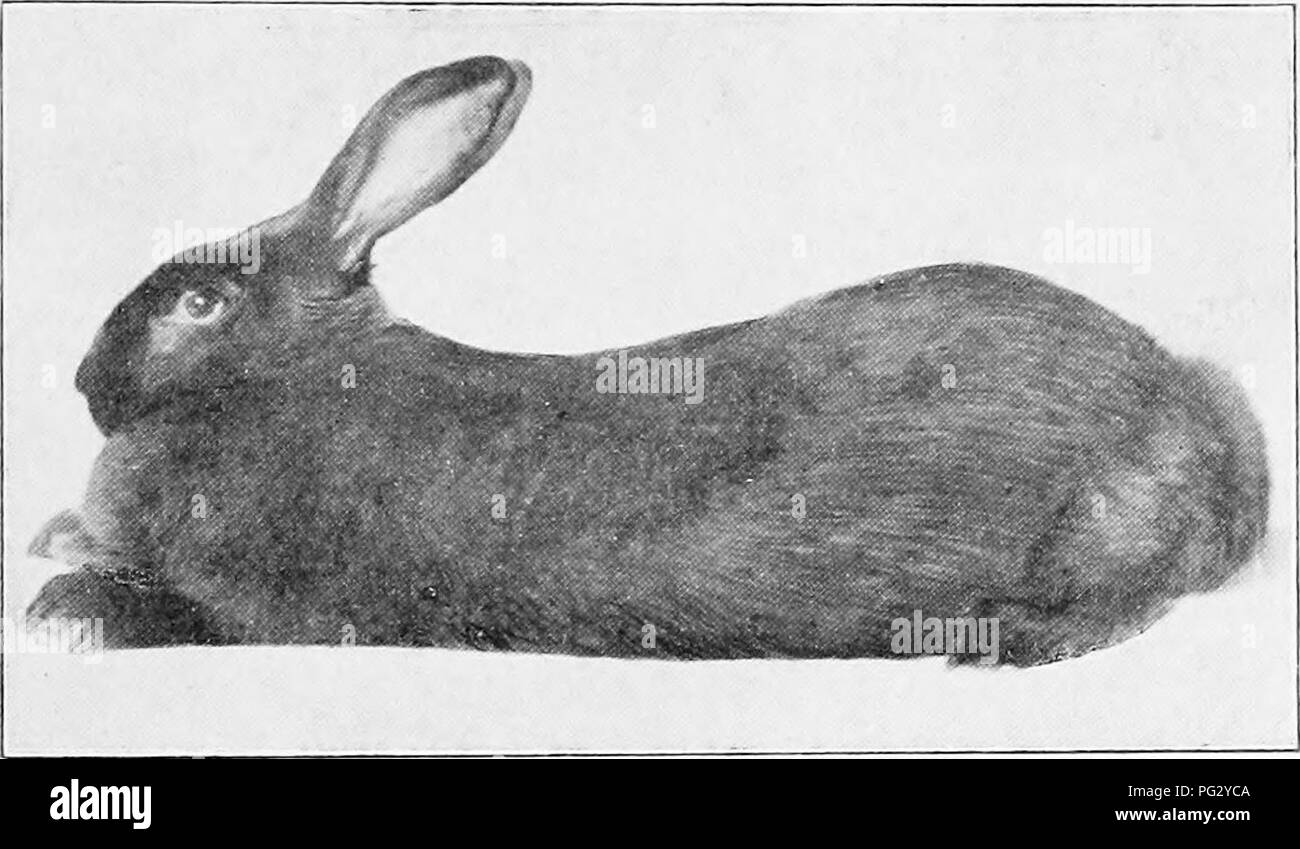 This image shows the breeding and care standards for rabbits ...