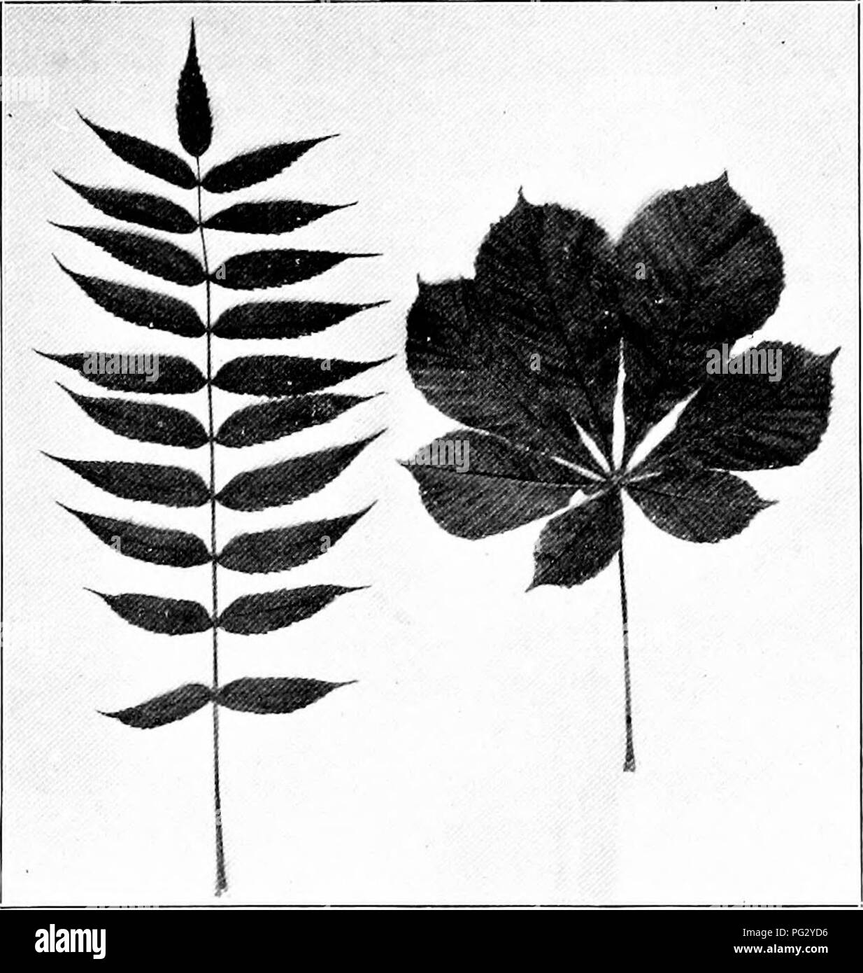 Buckeye leaf Black and White Stock Photos & Images - Alamy