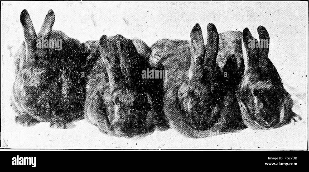 This manual provides guidelines for breeding and caring for rabbits ...