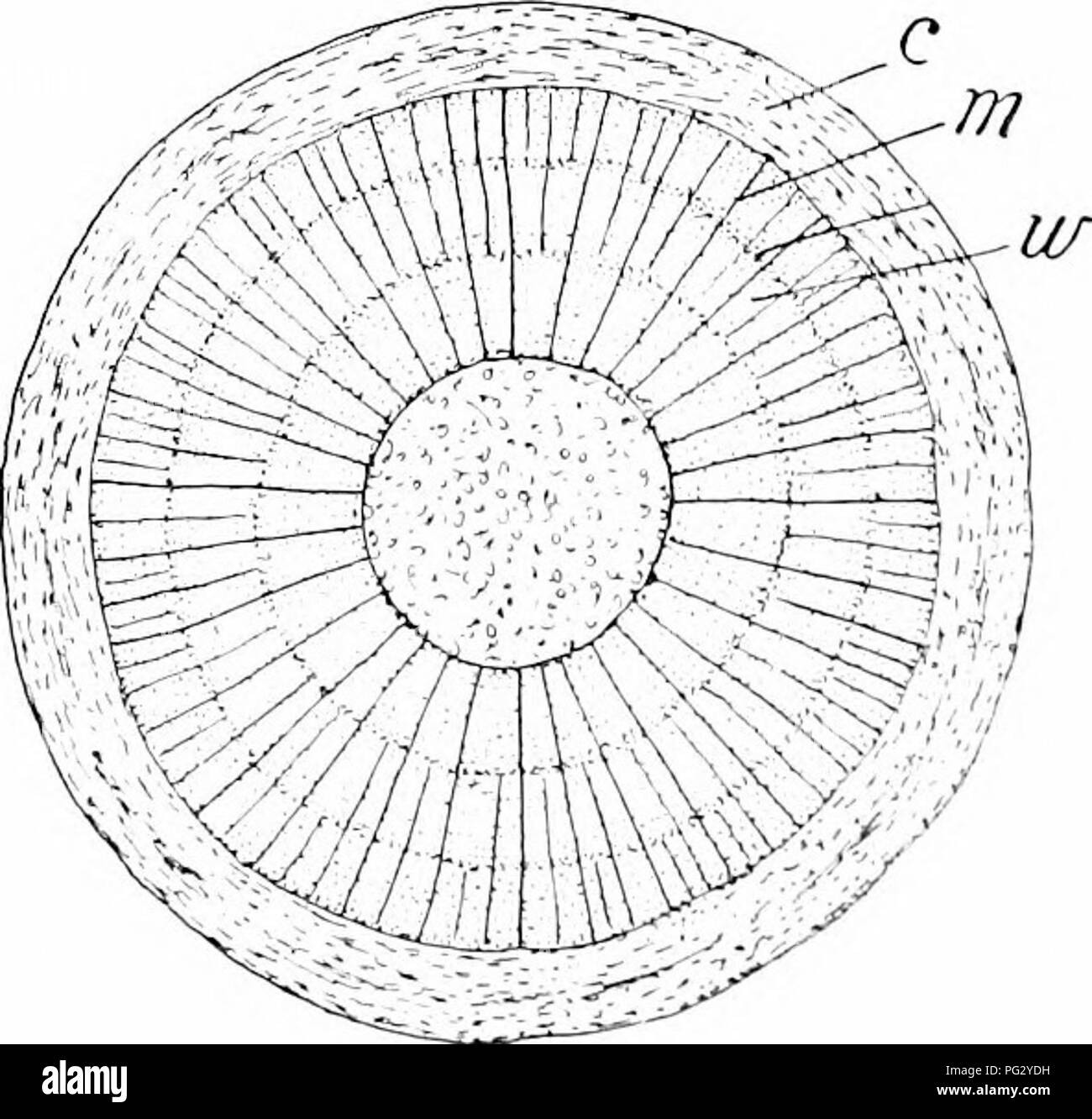 Elder pith hi-res stock photography and images - Alamy