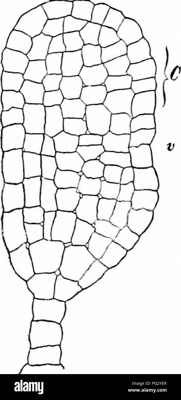 This elementary botany text introduces the study of plants, detailing ...