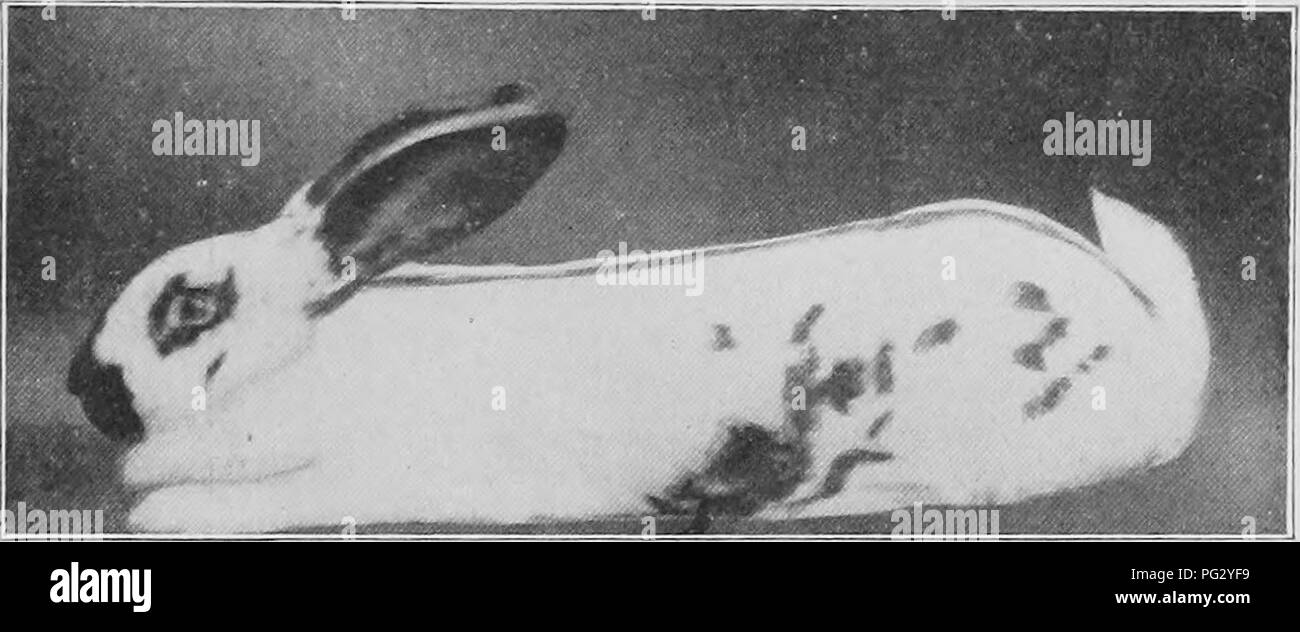 Wet rabbits Black and White Stock Photos & Images - Alamy