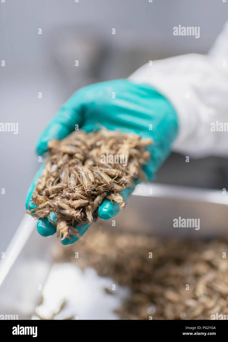 Chiang Mai, Thailand. 12th July, 2018. A Cricket Lab employee shows ...