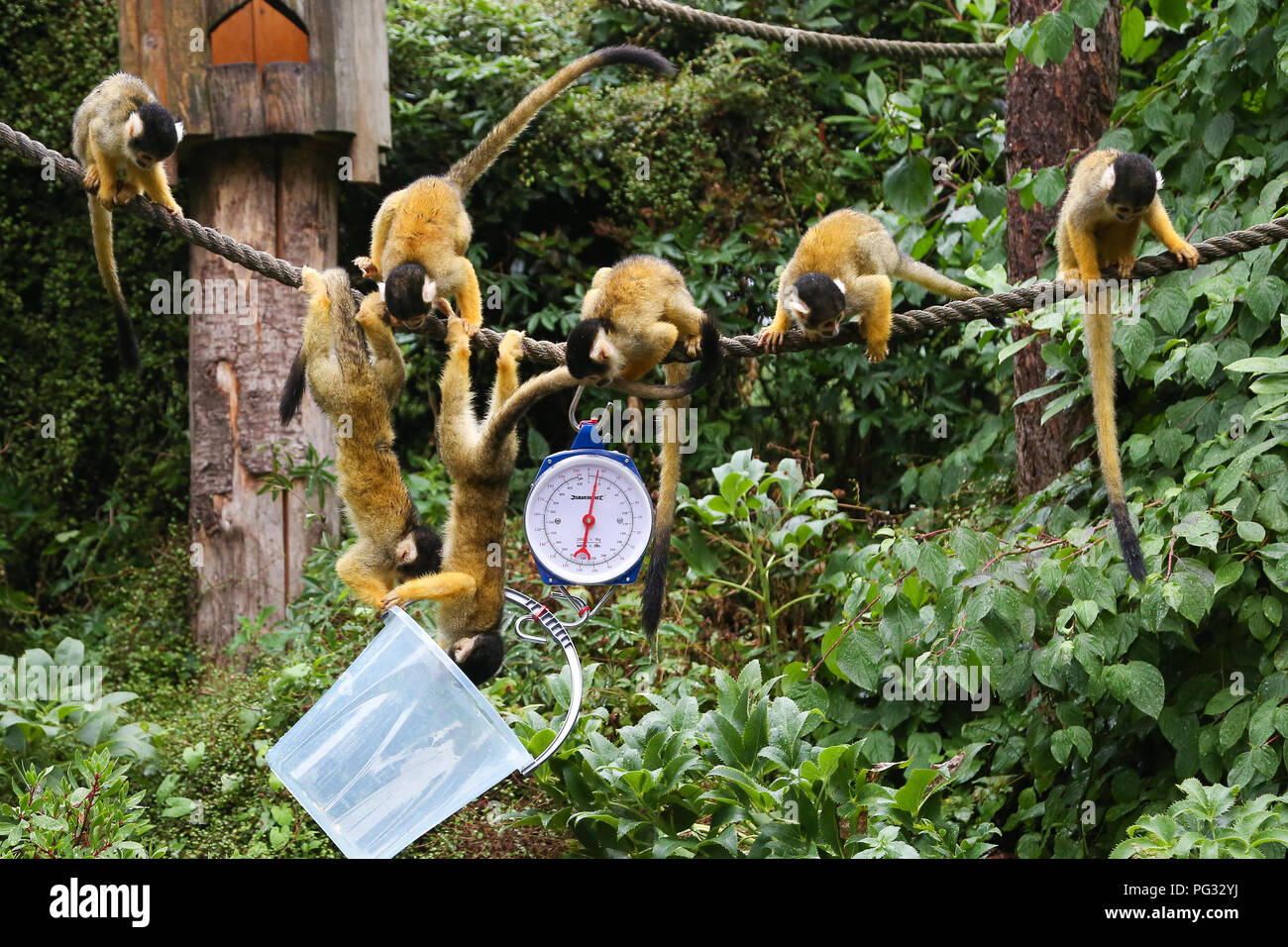 Weighting animals hi-res stock photography and images - Alamy