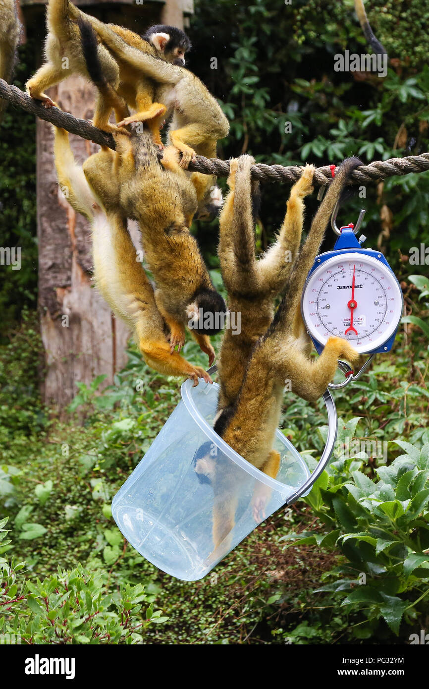 London. UK 23 Aug 2018 - Squirrel Monkeys being weighed during the ...