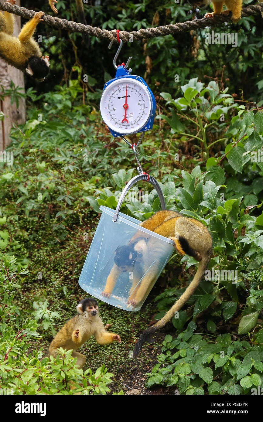 London. UK 23 Aug 2018 - Squirrel Monkeys being weighed during the ...