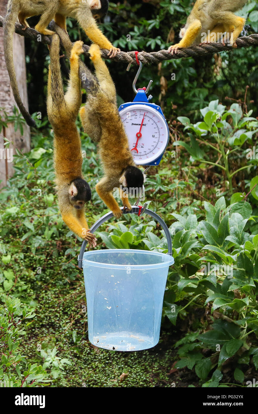 London. UK 23 Aug 2018 - Squirrel Monkeys being weighed during the ...