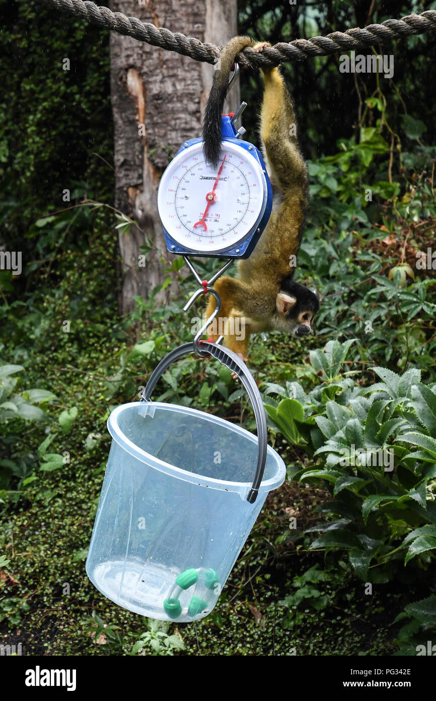 London, UK. 23rd August, 2018. Squirrel monkey Annual weigh in at ZSL ...