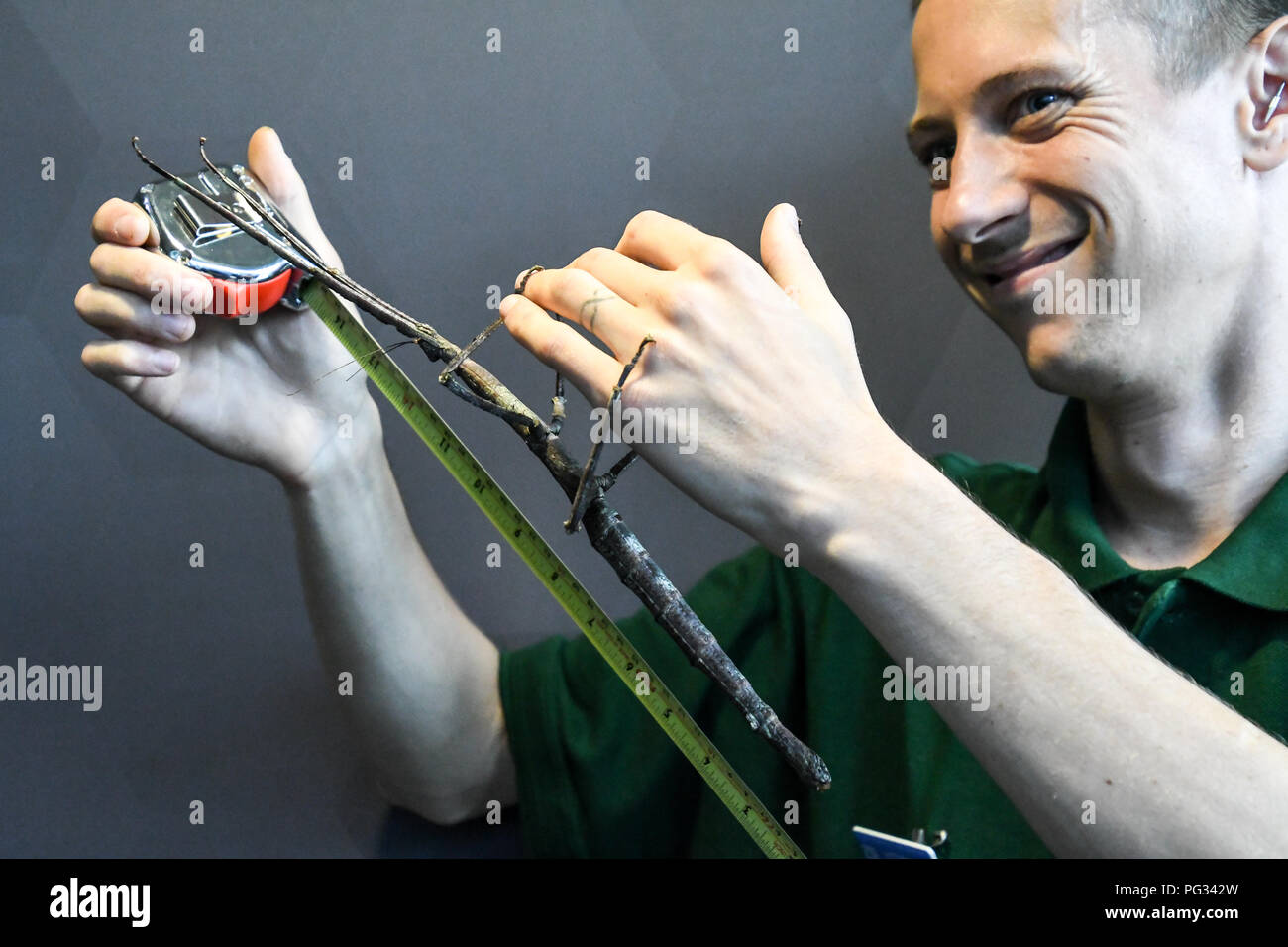 Giant asian stick insect hi-res stock photography and images - Alamy
