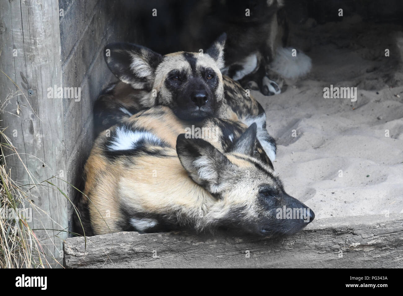 London, UK. 23rd August, 2018. African Hunting dogs at the Annual weigh ...