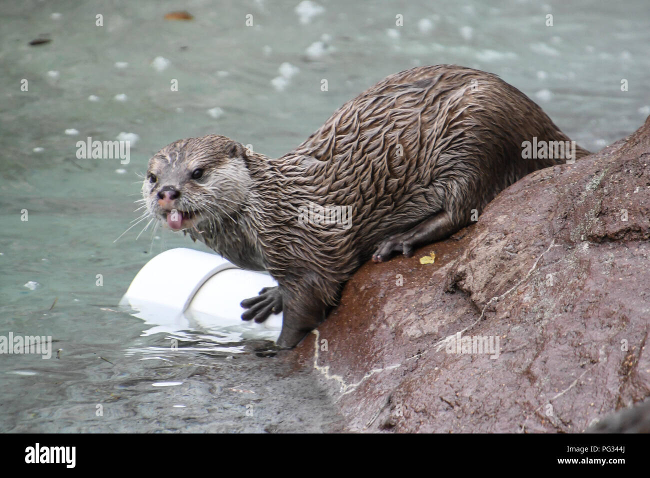 London, UK. 23rd August, 2018. Asian small-clawed Otters of Vietnam ...