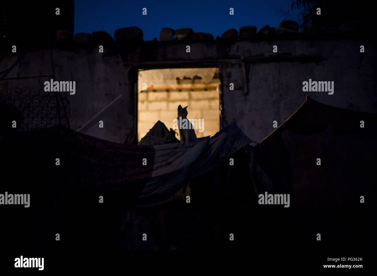 Gaza City, The Gaza Strip, Gaza. 22nd Aug, 2018. A cat seen standing on ...