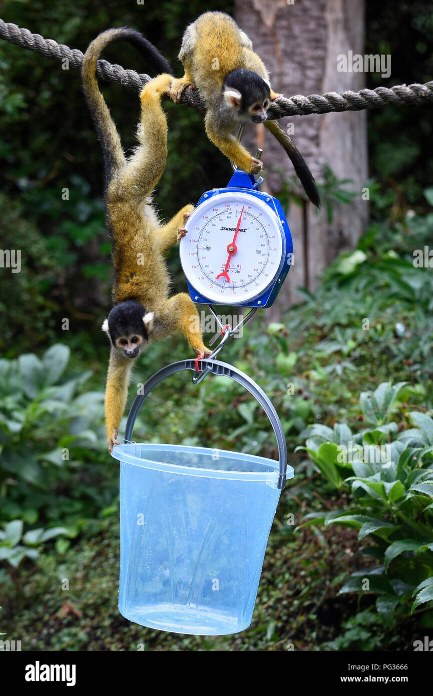 London zoo weigh in hi-res stock photography and images - Alamy