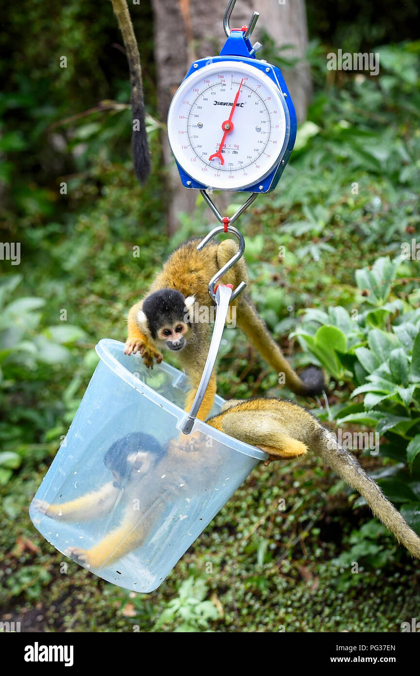 London zoo weigh in hi-res stock photography and images - Alamy