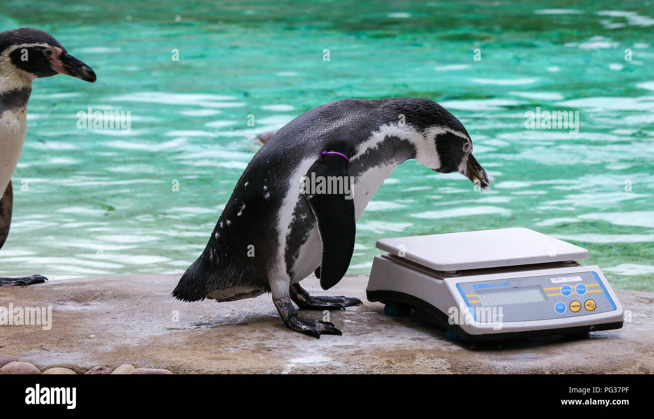 London Zoo, UK 23 Aug 2018 - Penguins being weighed during the annual ...