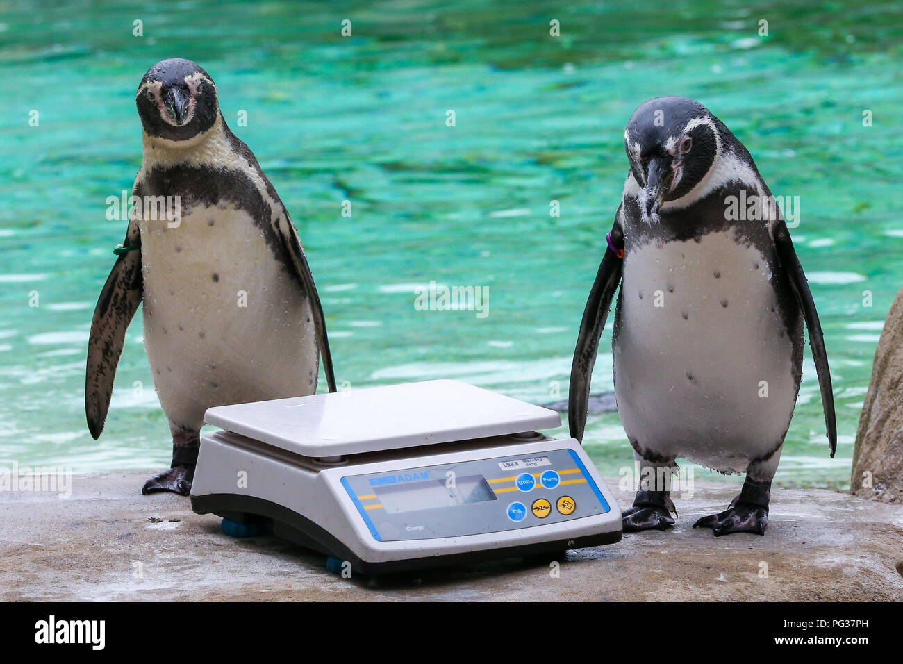 London Zoo, UK 23 Aug 2018 - Penguins being weighed during the annual ...