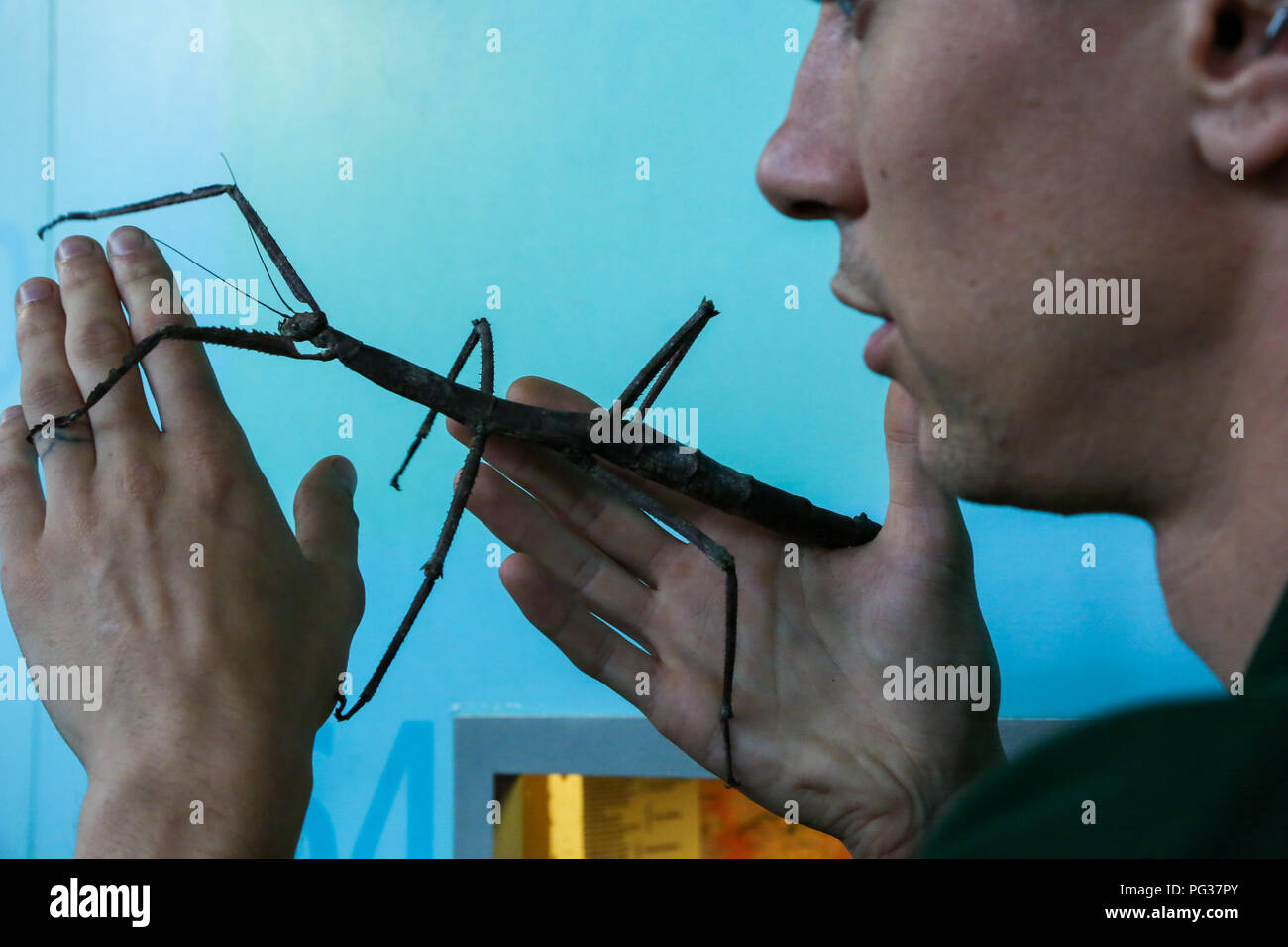 London Zoo, UK 23 Aug 2018 - Giant Asian stick insect being measured ...