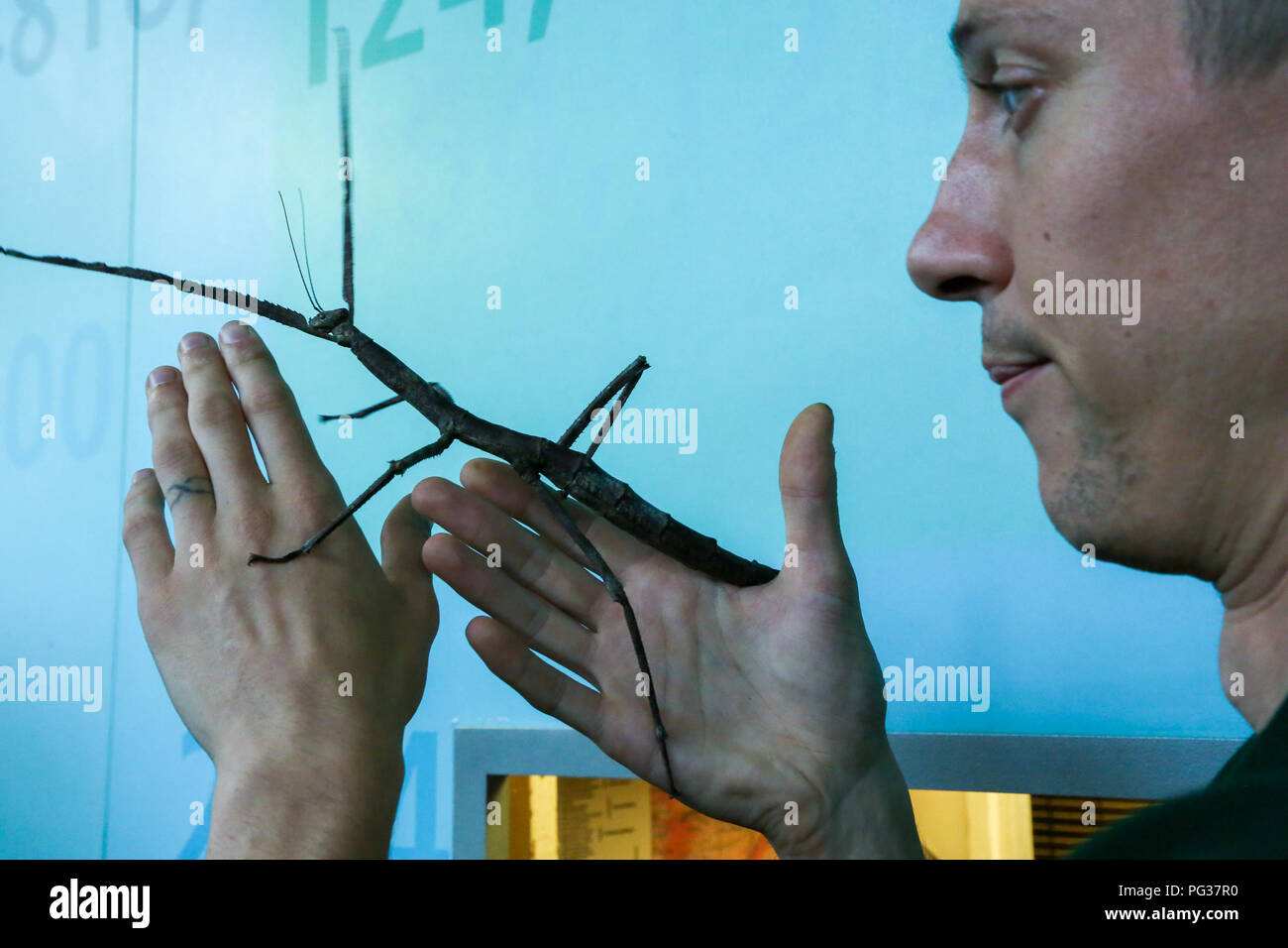London Zoo, UK 23 Aug 2018 - Giant Asian stick insect being measured ...