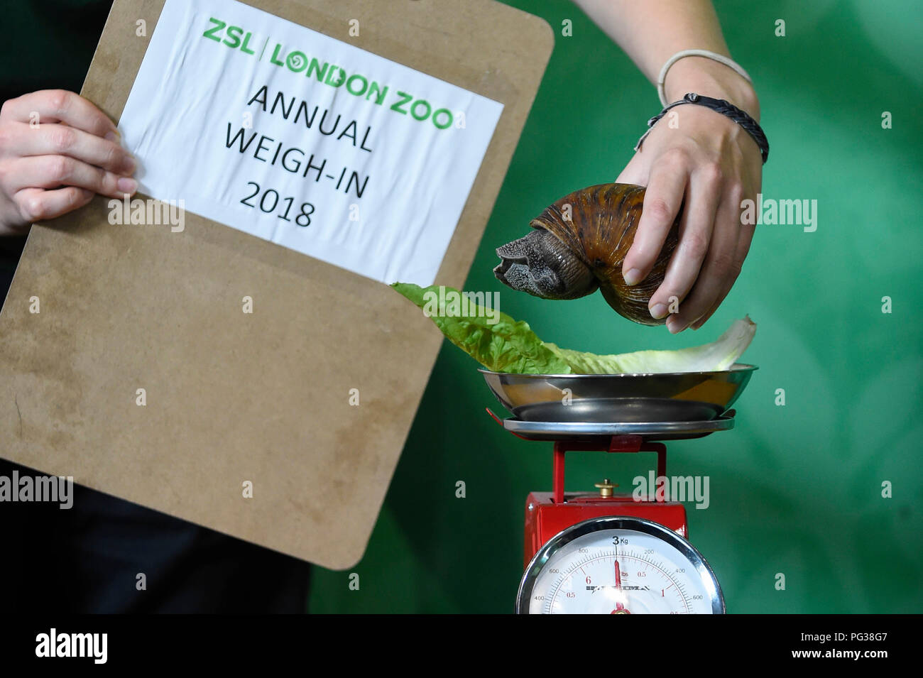 Giant snail hi-res stock photography and images - Alamy