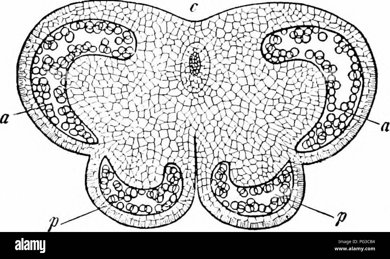 This elementary botany textbook covers basic plant biology, focusing on ...