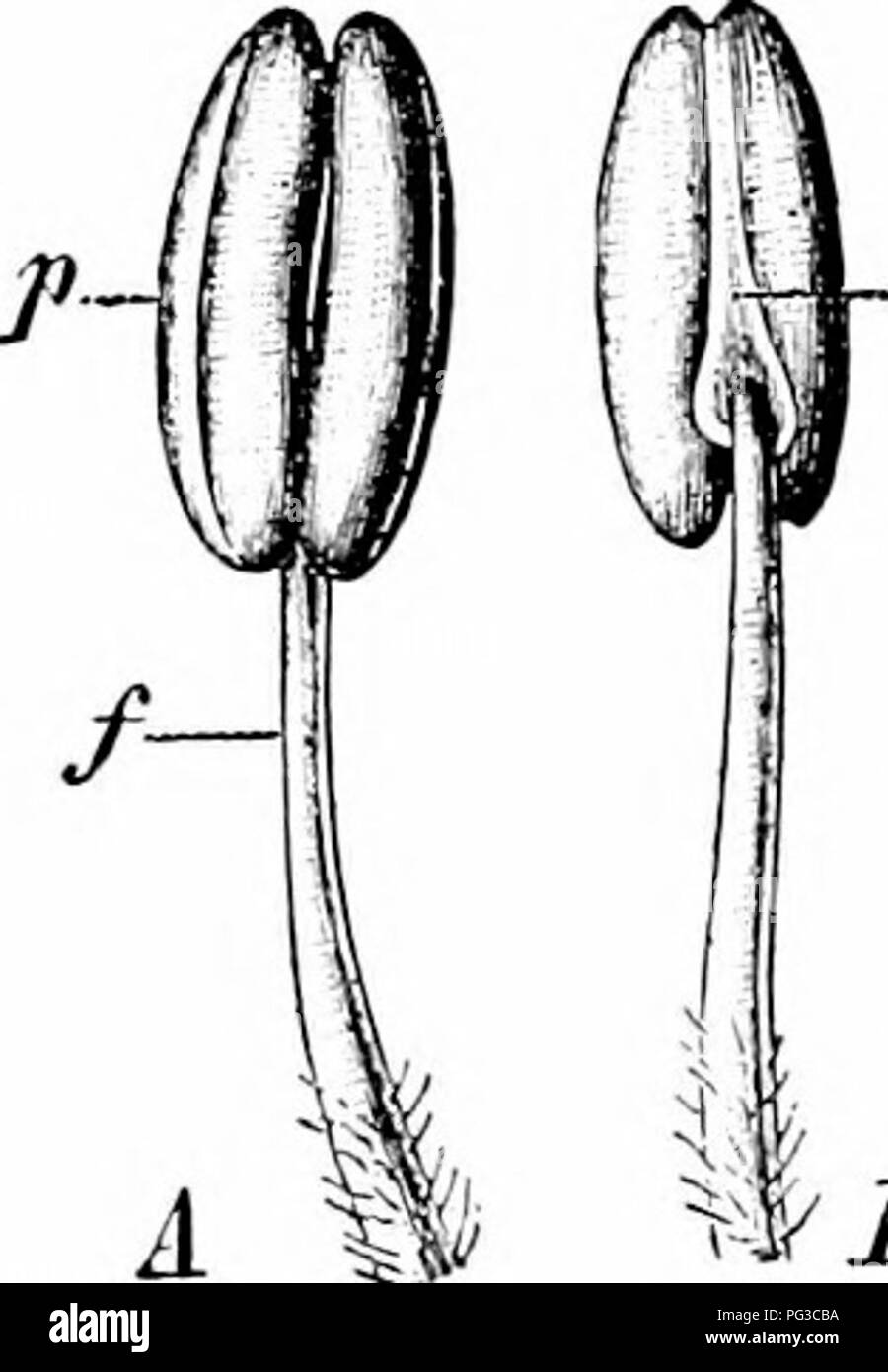 Anemophilous pollination hi-res stock photography and images - Alamy