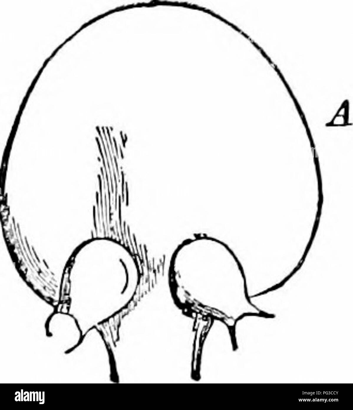 This elementary botany text provides an introduction to plant biology ...