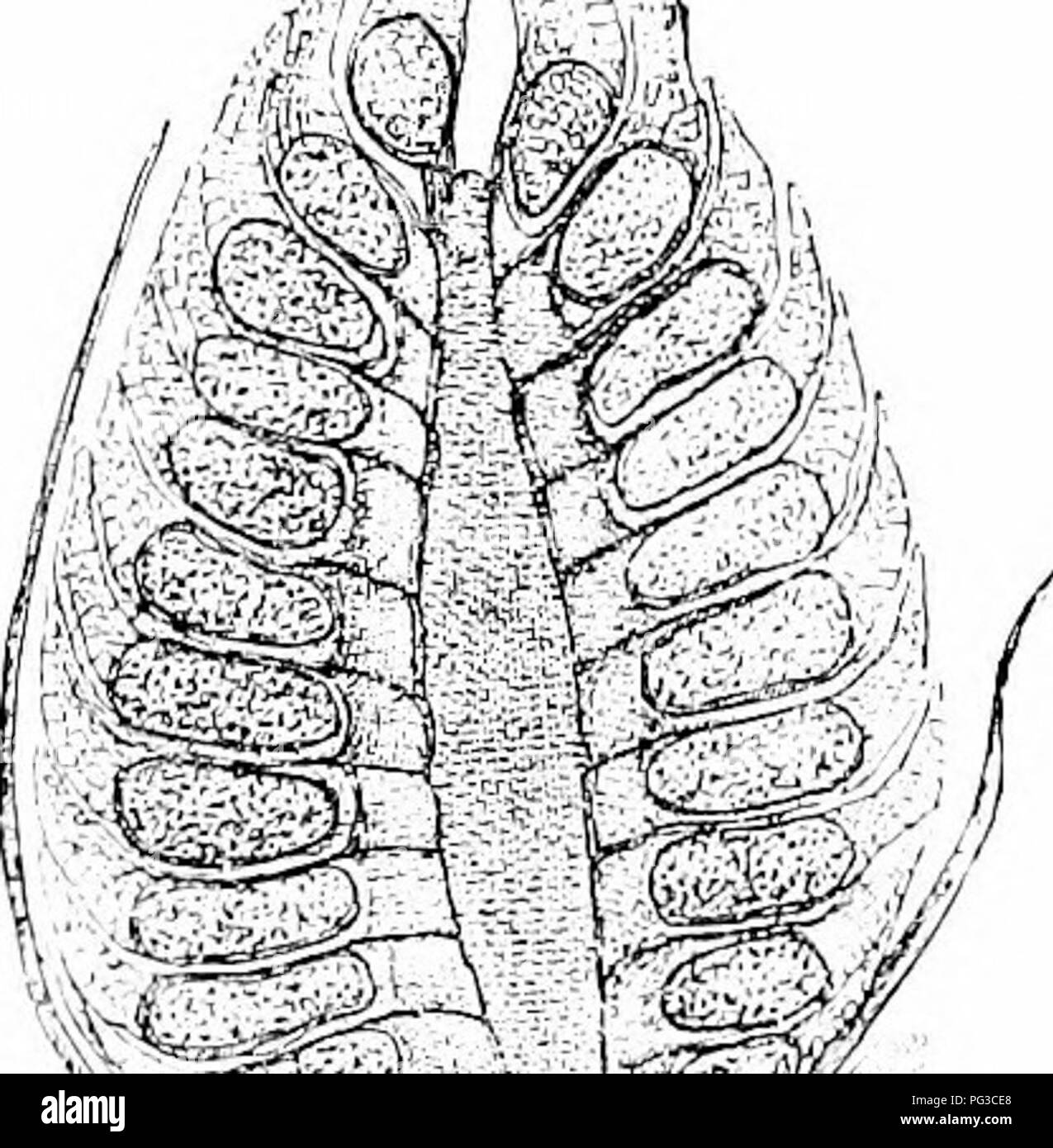 ‘Plant Studies: An Elementary Botany’ covers basic plant biology ...