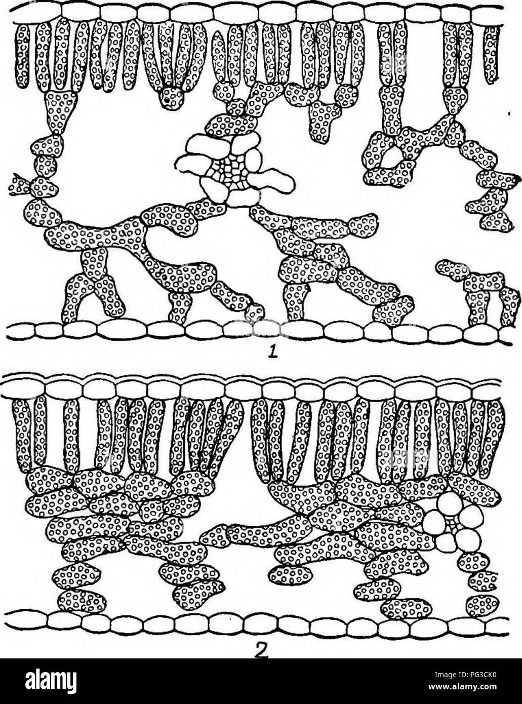 Photosynthetic tissue Black and White Stock Photos & Images - Alamy