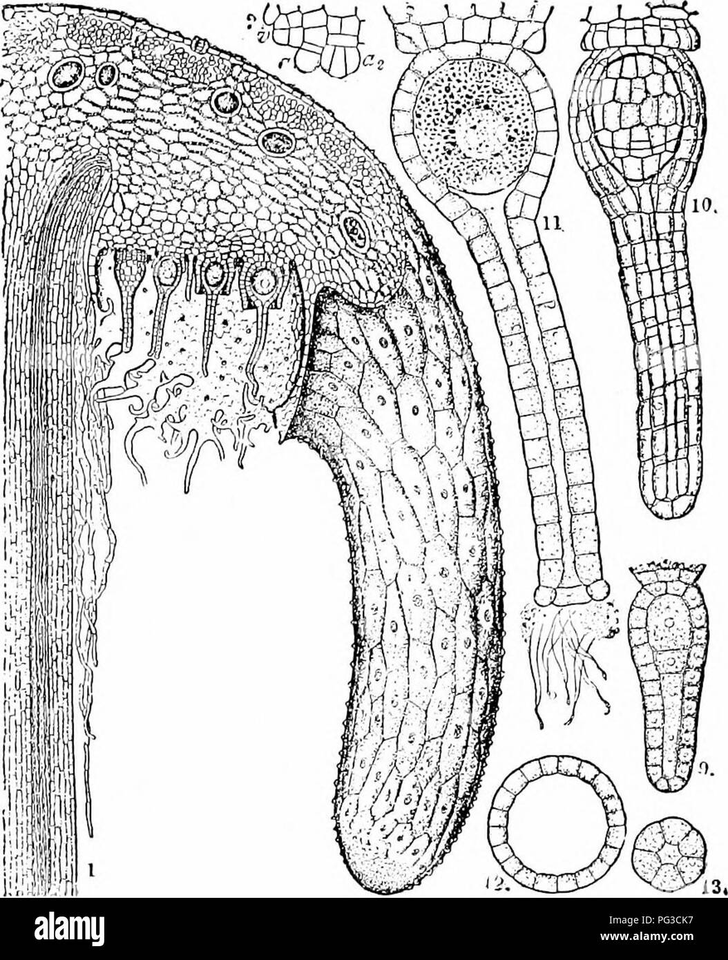 Reproductive stage ant Black and White Stock Photos & Images - Alamy