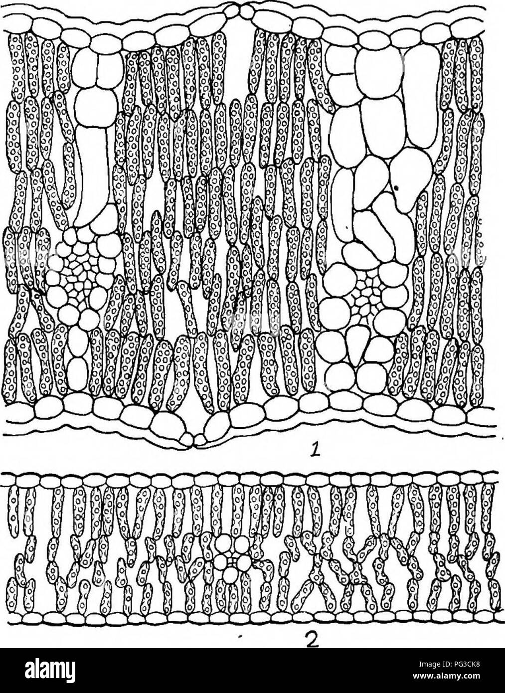 Plant epidermal cells hi-res stock photography and images - Alamy