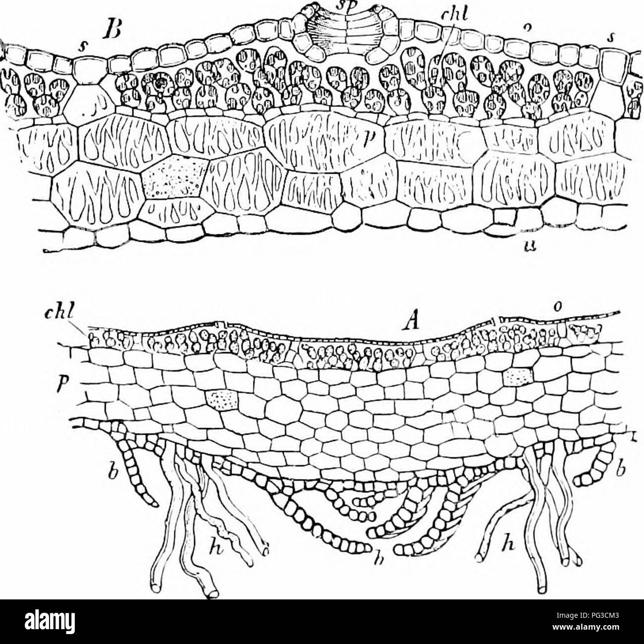 This textbook serves as an introduction to plant biology, with a focus ...