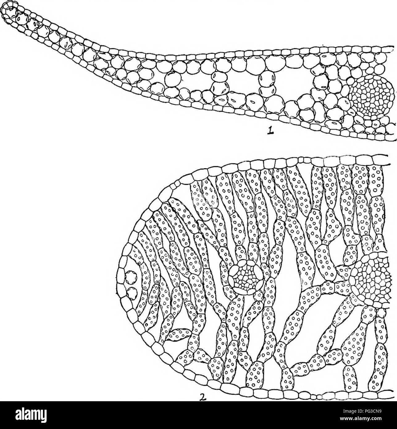 Xerophytes Weather