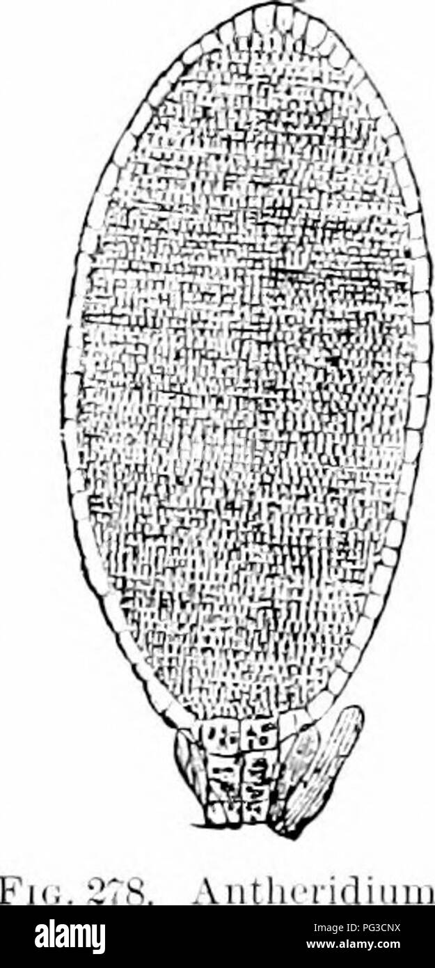This illustration from 'Plant Studies' shows the cellular structure of ...