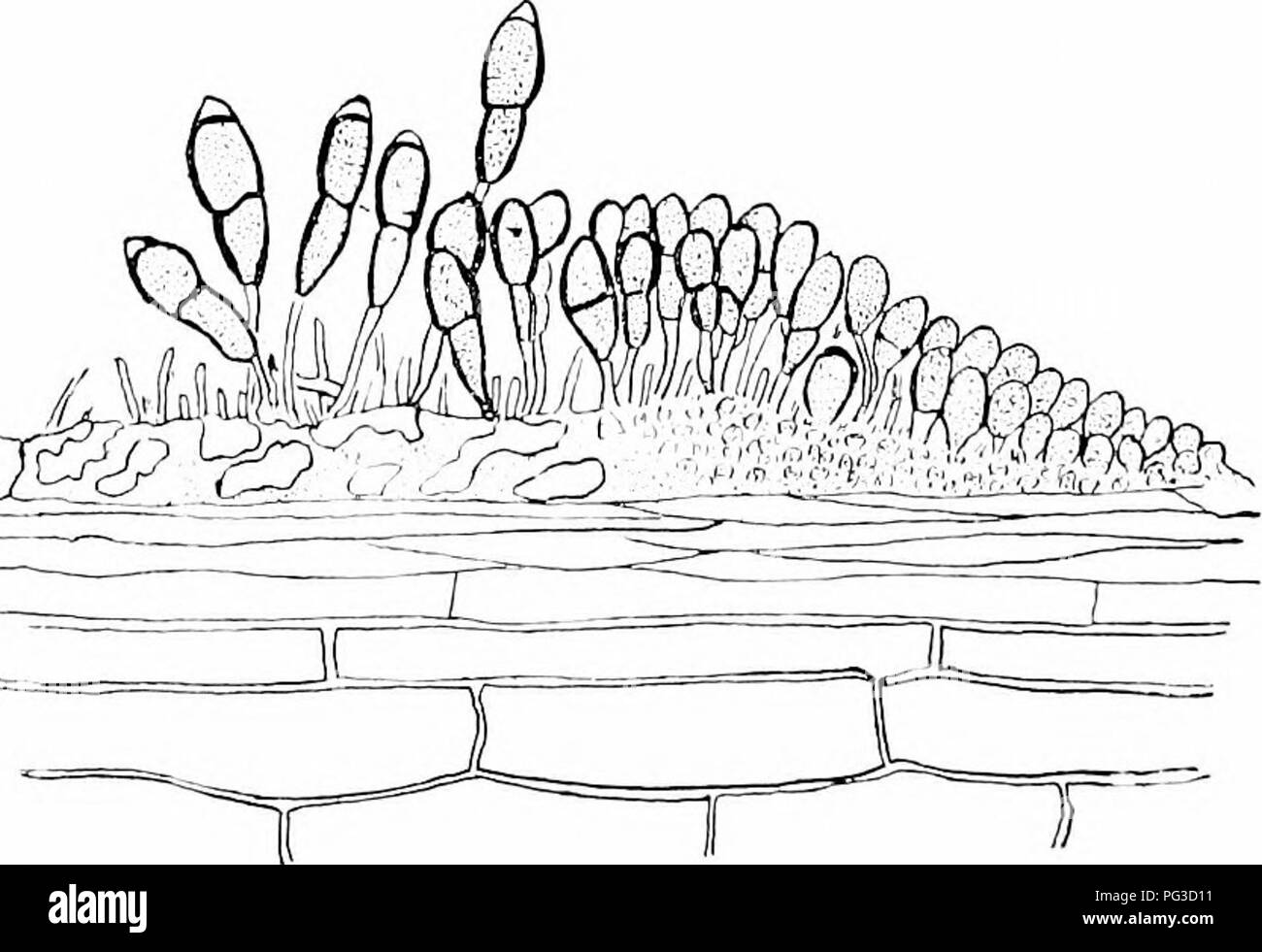 This entry from *Plant Studies* introduces the polymorphic life cycle ...
