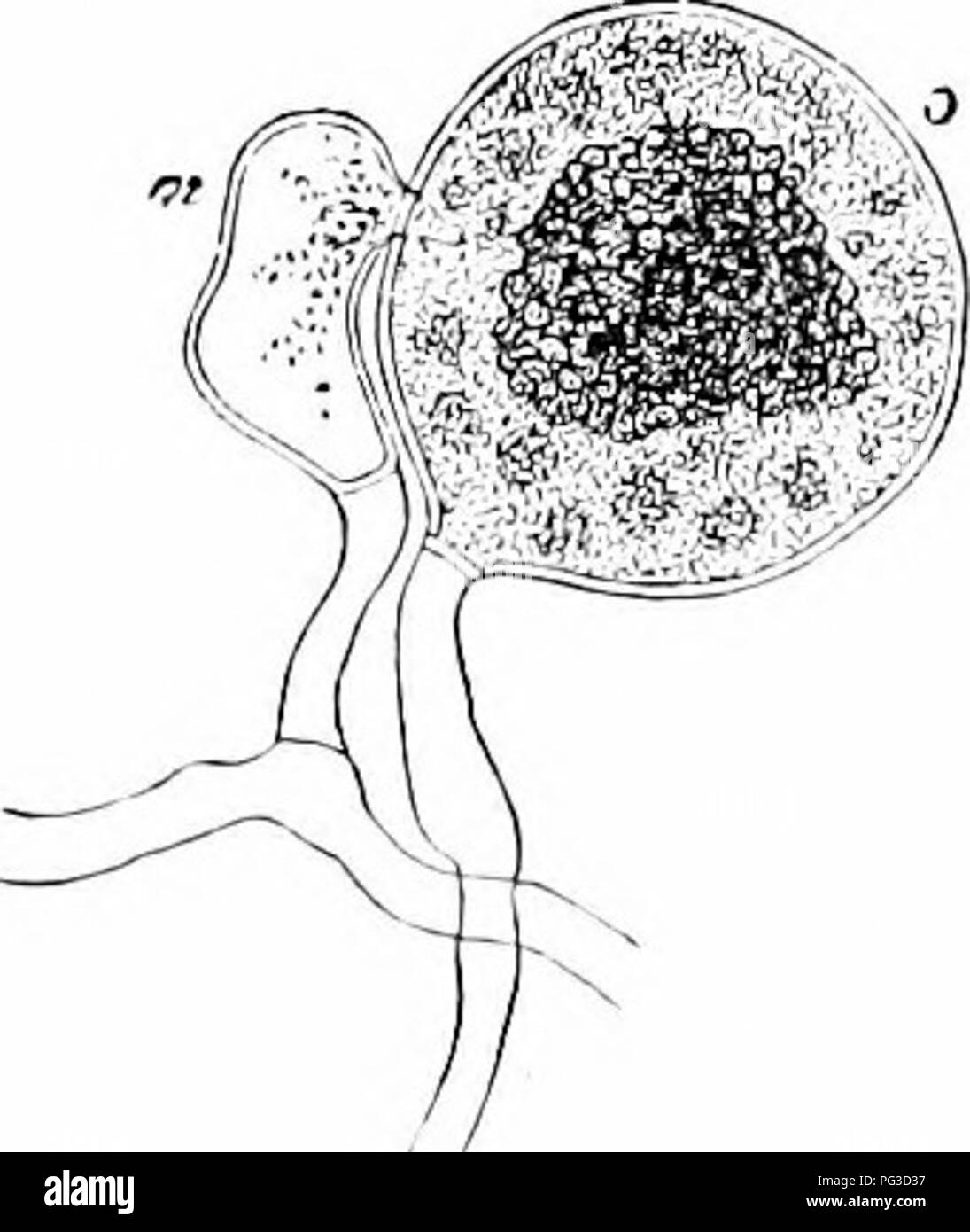 The illustration depicts Peronospora, a genus of plant pathogen ...