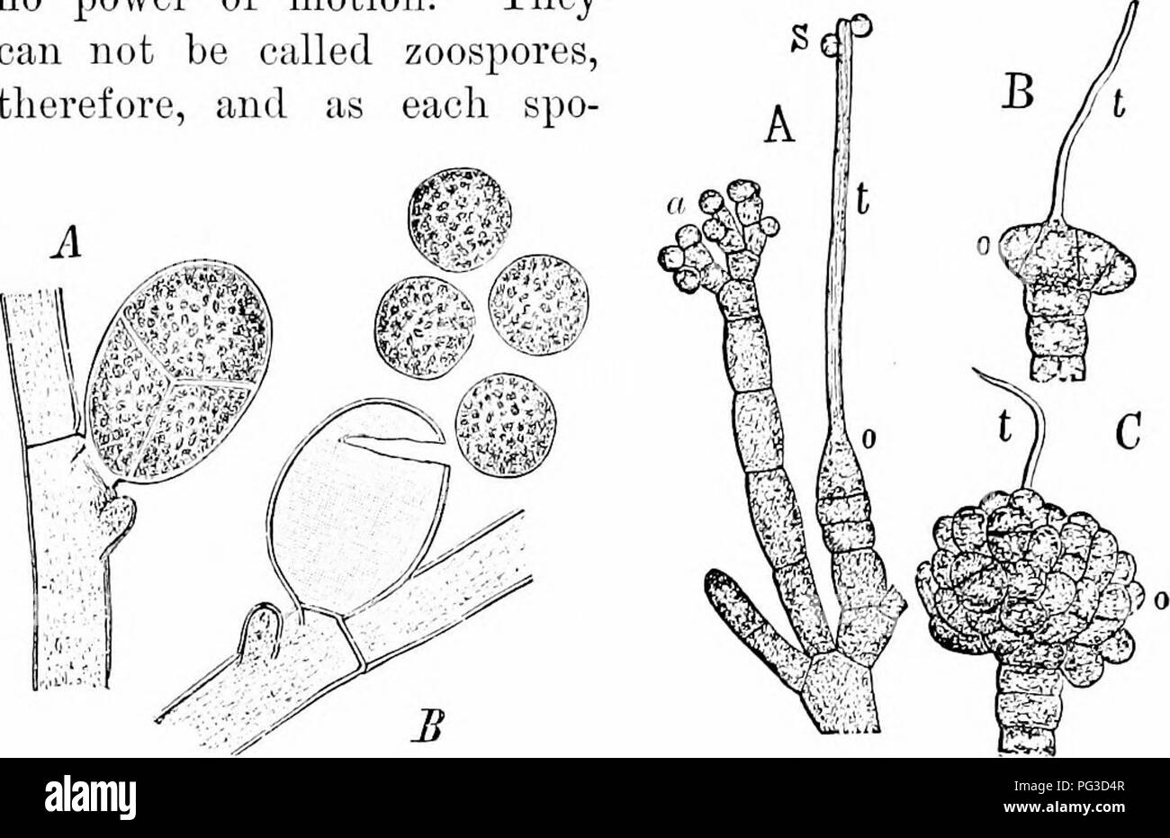 This elementary botany textbook introduces the study of algae, their ...