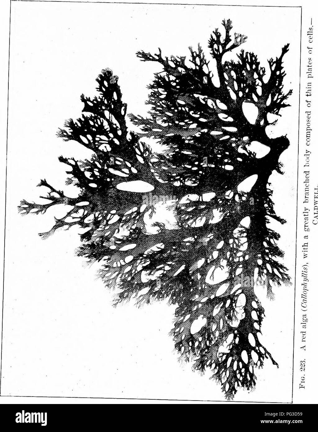 This elementary botany book introduces the basics of plant biology ...