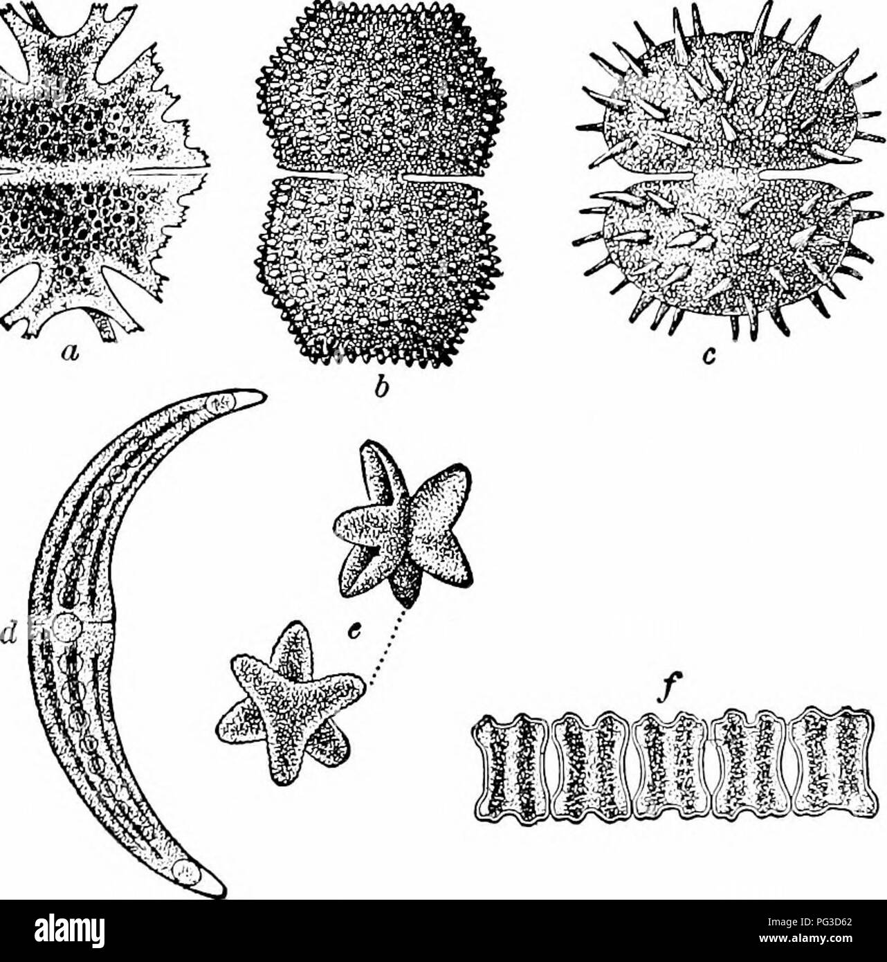 Desmids Black and White Stock Photos & Images - Alamy