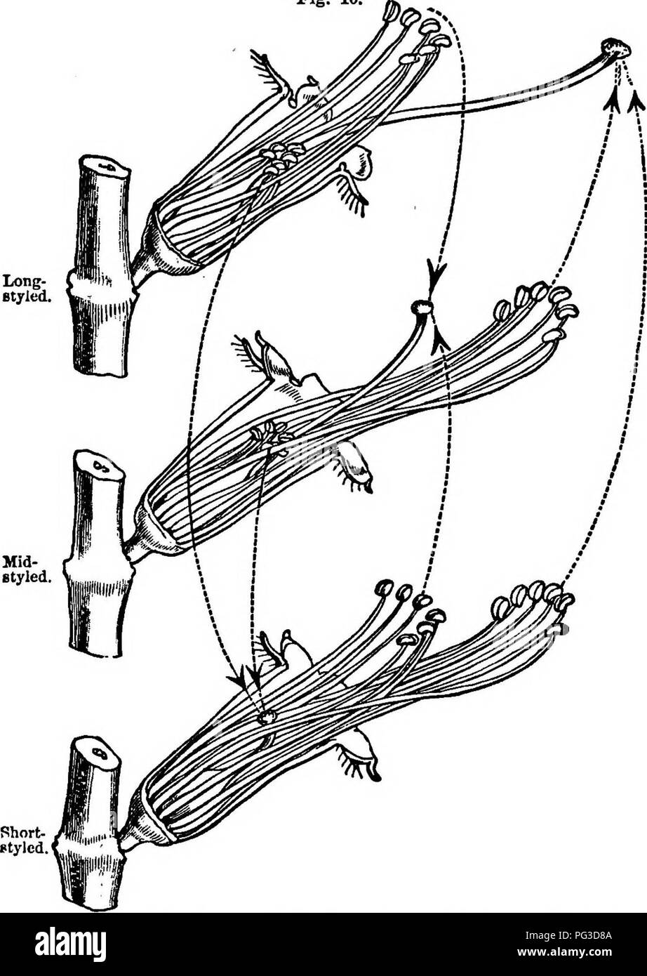 This image from *The Different Forms of Flowers on Plants of the Same ...