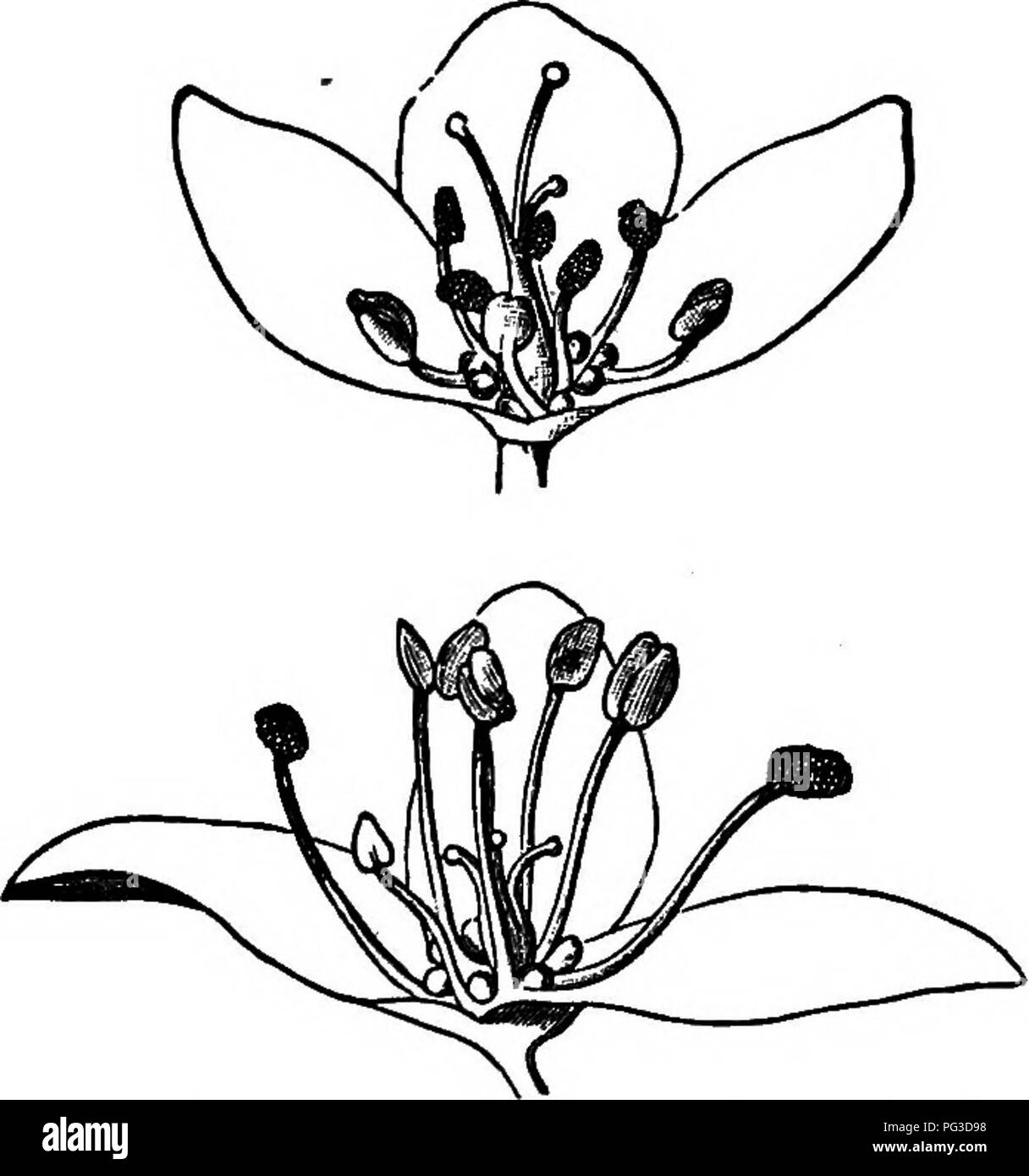 . The different forms of flowers on plants of the same species. Plants ...