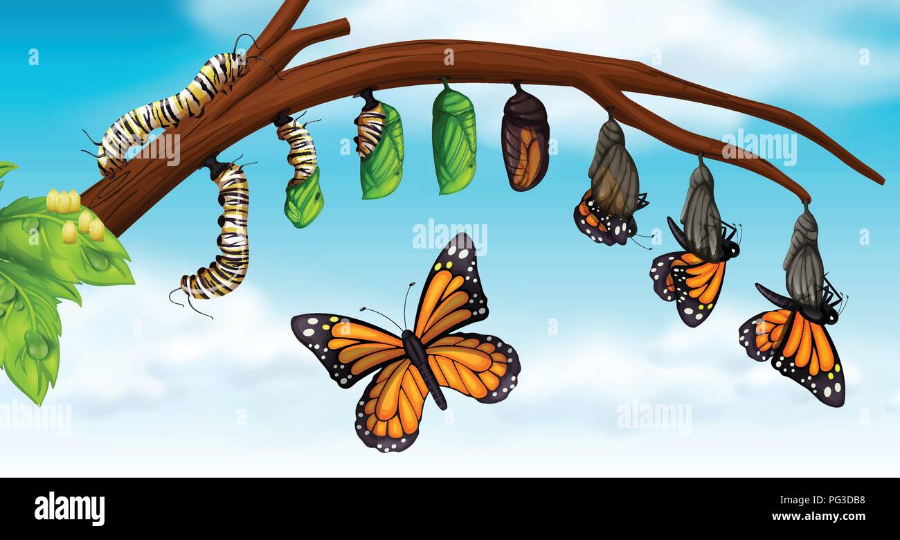 A butterfly life cycle illustration Stock Vector Image & Art - Alamy