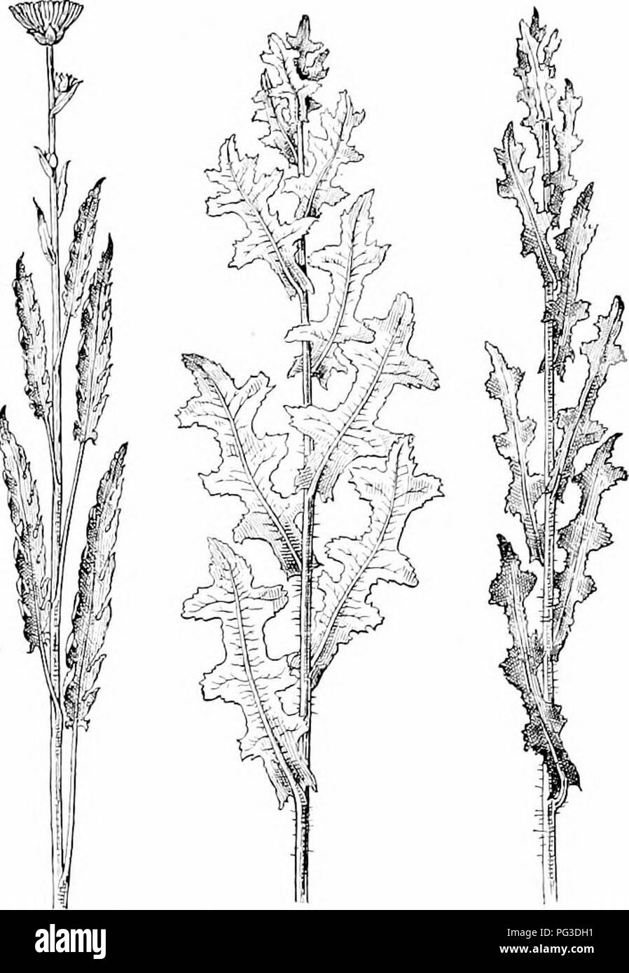 This image shows two compass plants (Silphium) viewed from different ...