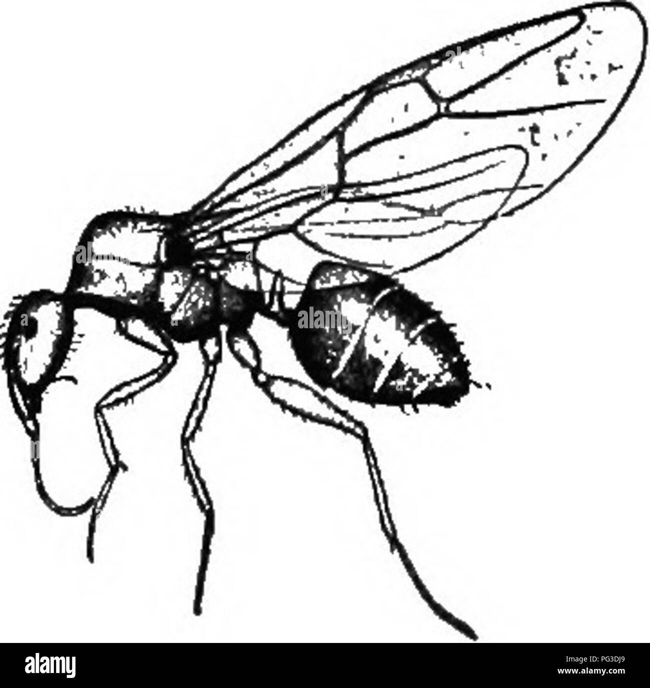 Queenless ants Black and White Stock Photos & Images - Alamy